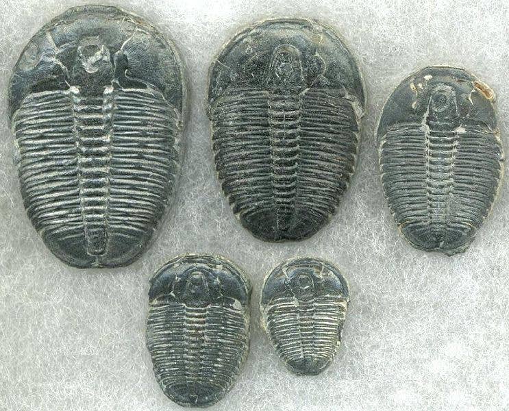 A History of Life on Earth: The Palaeozoic Era - Owlcation