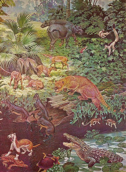 After the Dinosaurs: Life in the Eocene - Owlcation