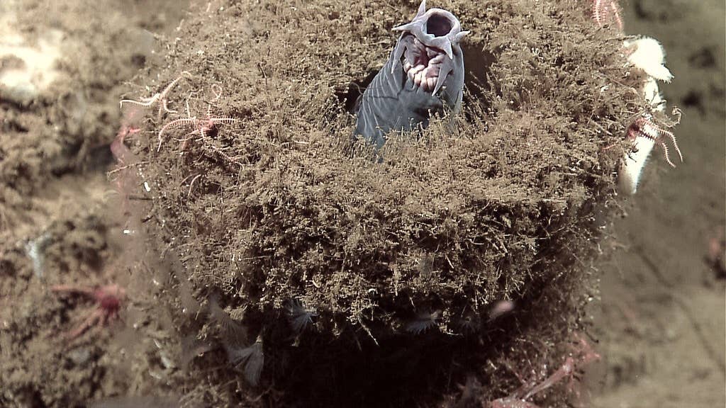 Hagfish Facts: Strange Animals That Make an Intriguing Slime - Owlcation