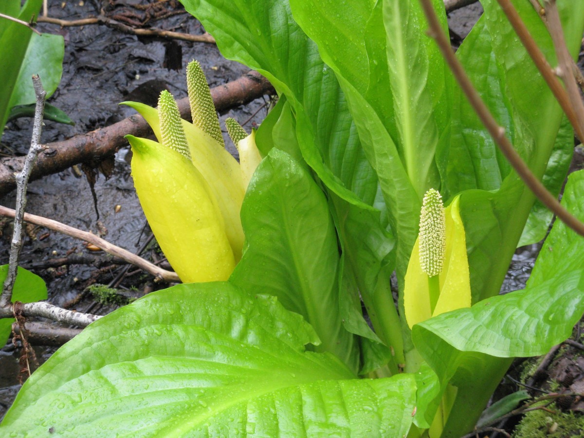 8 Lovely B.C. Plants That Flower in Spring: Photos and Facts - Owlcation