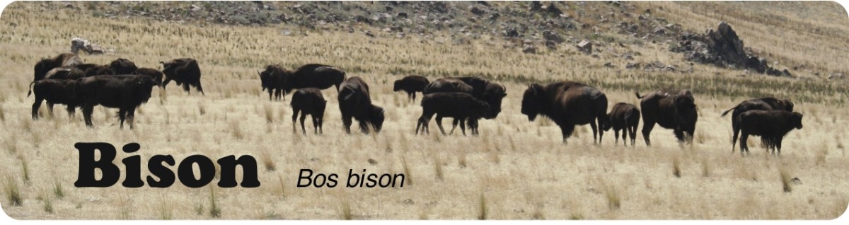 American Bison of Utah - Owlcation