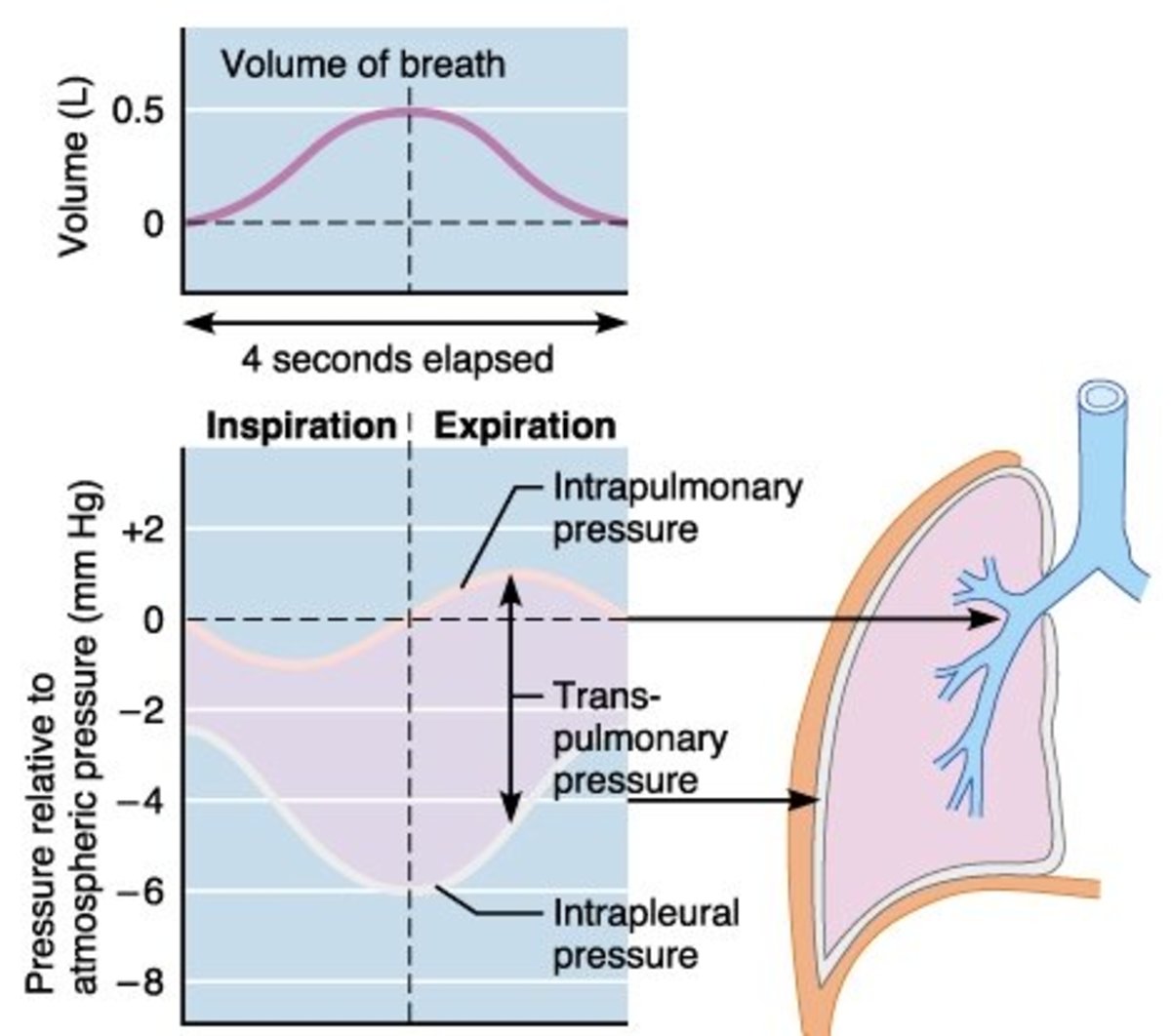 Lung Pressures and Lung Compliance - Owlcation