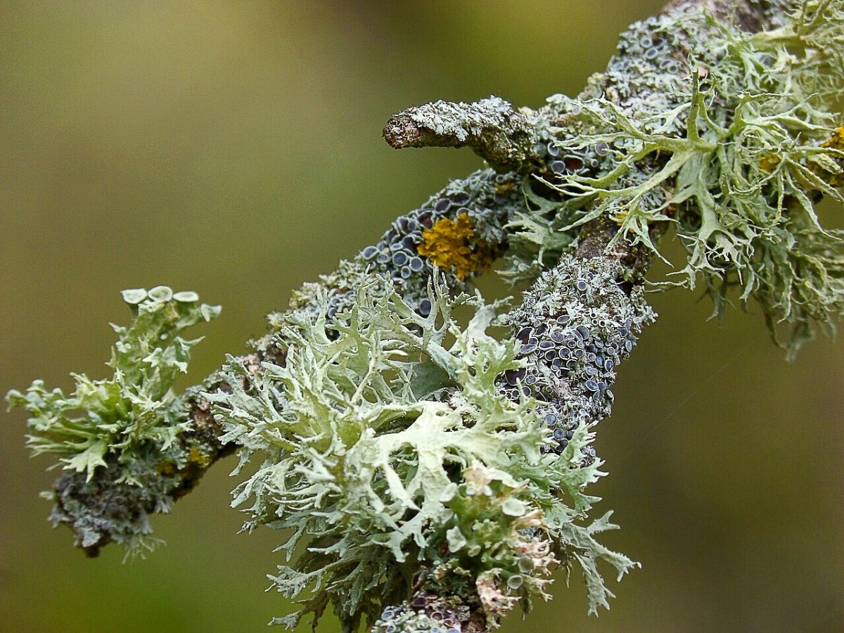 Lichens and People: Uses, Benefits, and Potential Dangers - Owlcation