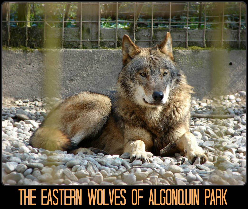 The Eastern Wolves of Algonquin Park - Owlcation