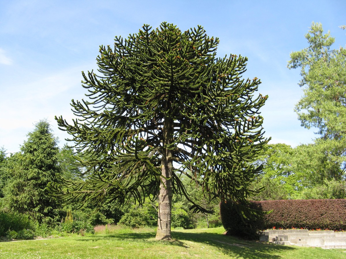 The Monkey Puzzle Tree: An Unusual and Endangered Plant - Owlcation