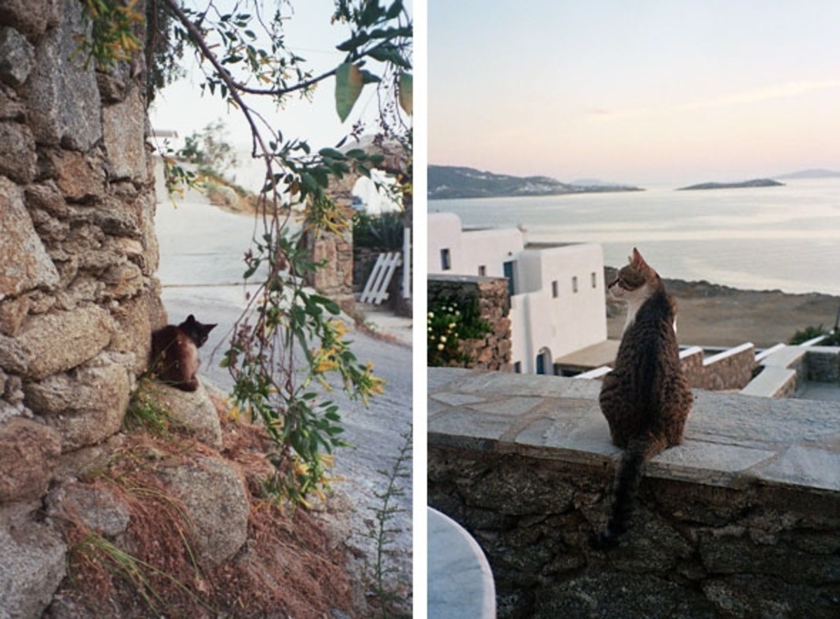 How to Align Images Side-by-Side Using HTML - Owlcation