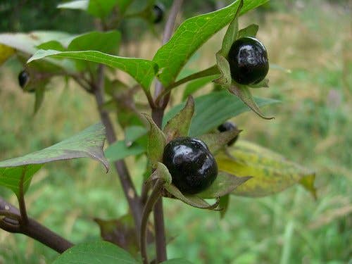 7 Most Poisonous Berries (With Photos and Descriptions) - Owlcation