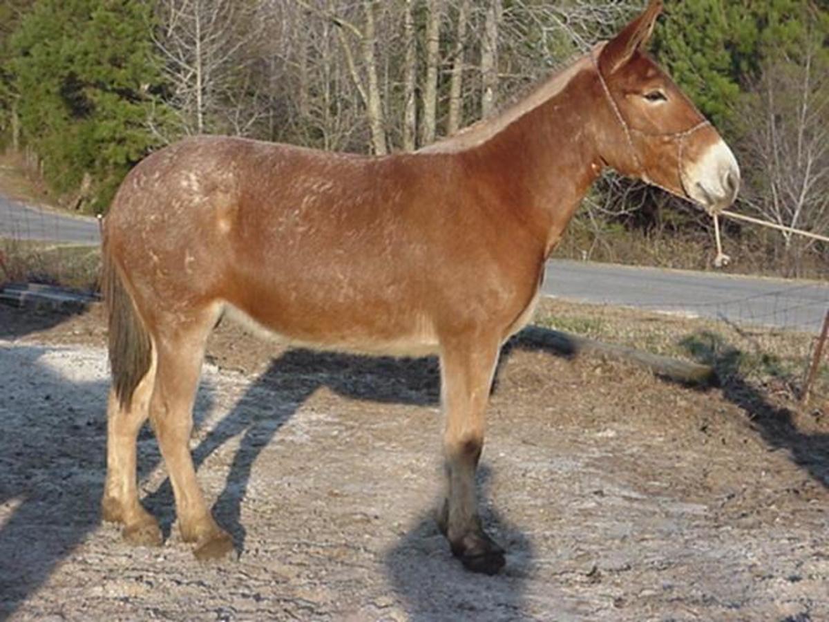 Facts and Myths About Mammal Hybridization - Owlcation