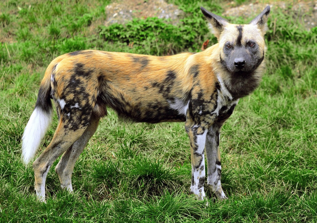 African Wild Dog Facts: Attractive and Endangered Animals - Owlcation