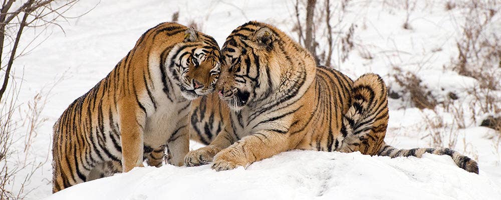 Bengal and Siberian Tiger Facts and Conservation Efforts - Owlcation