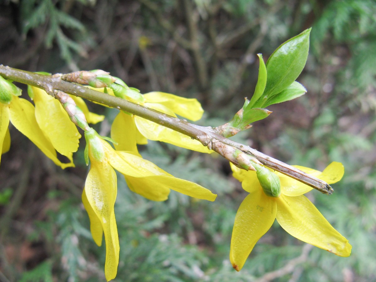 Forsythia Flowers and Plants and the Life of William Forsyth - Owlcation