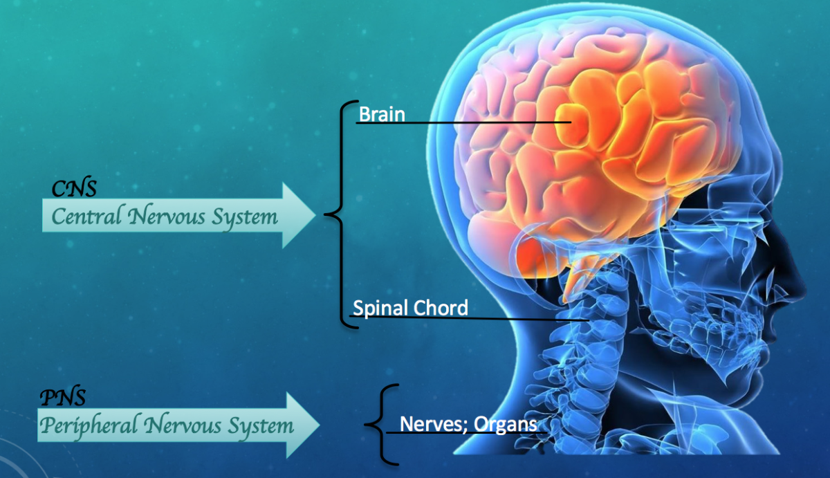 The Influence of the Nervous System on Human Behavior - Owlcation