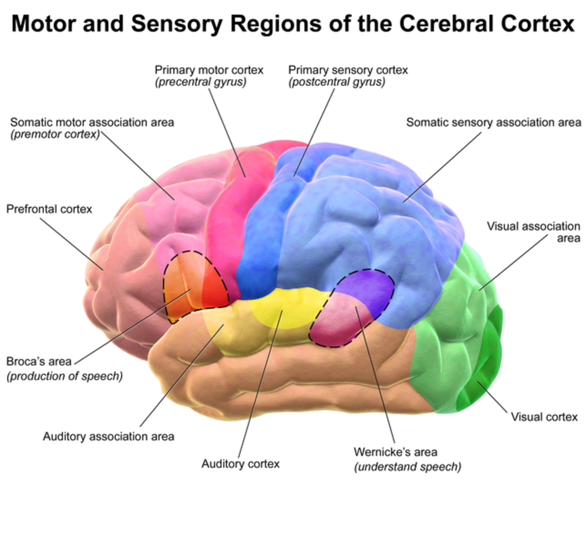 The Brain: Broca's and Wernicke's Areas and the Circle of Willis - Owlcation