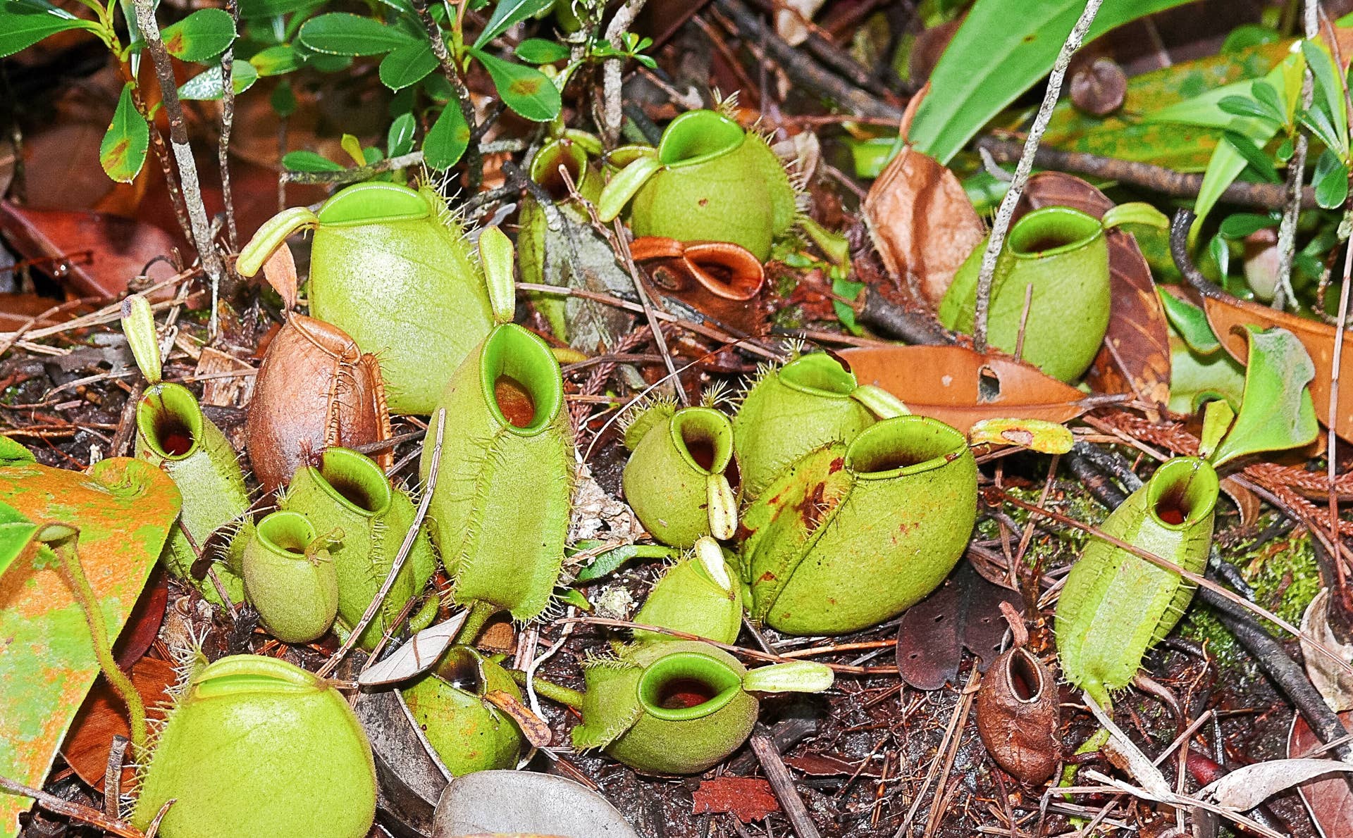 Tropical Pitcher Plant Facts