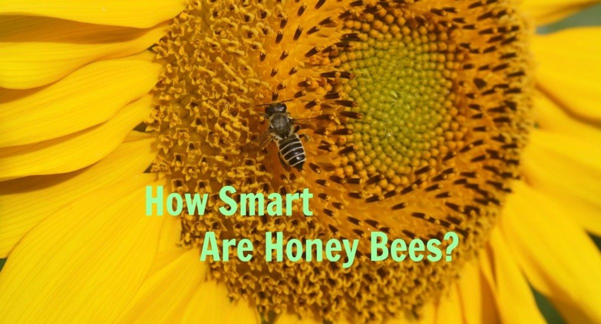 How Smart Are Honey Bees? - Owlcation