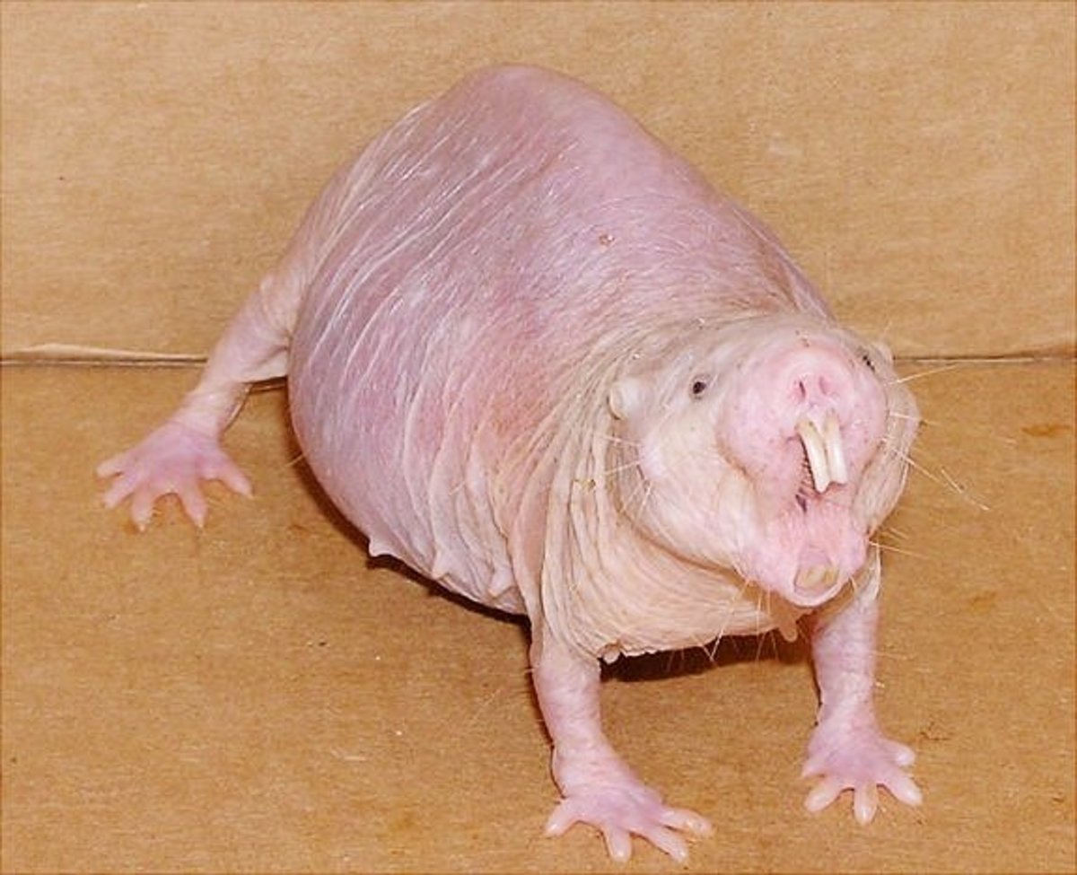 Naked Mole-Rats: Facts About Strange and Fascinating Animals - Owlcation