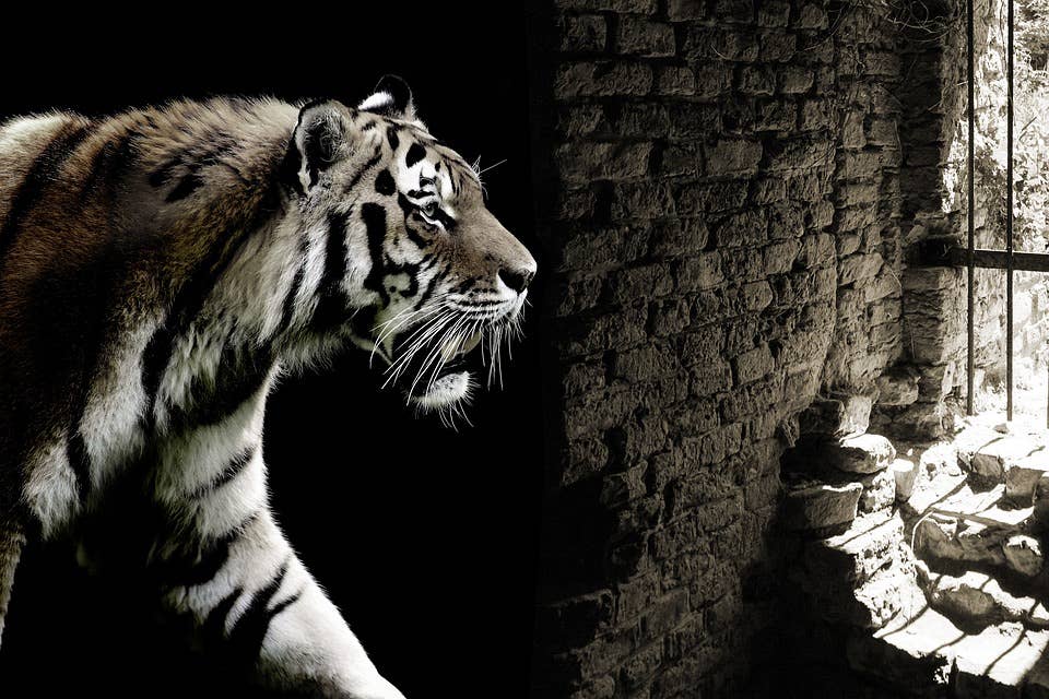 Presentation of Baldeo in "The Tiger in the Tunnel" - Owlcation