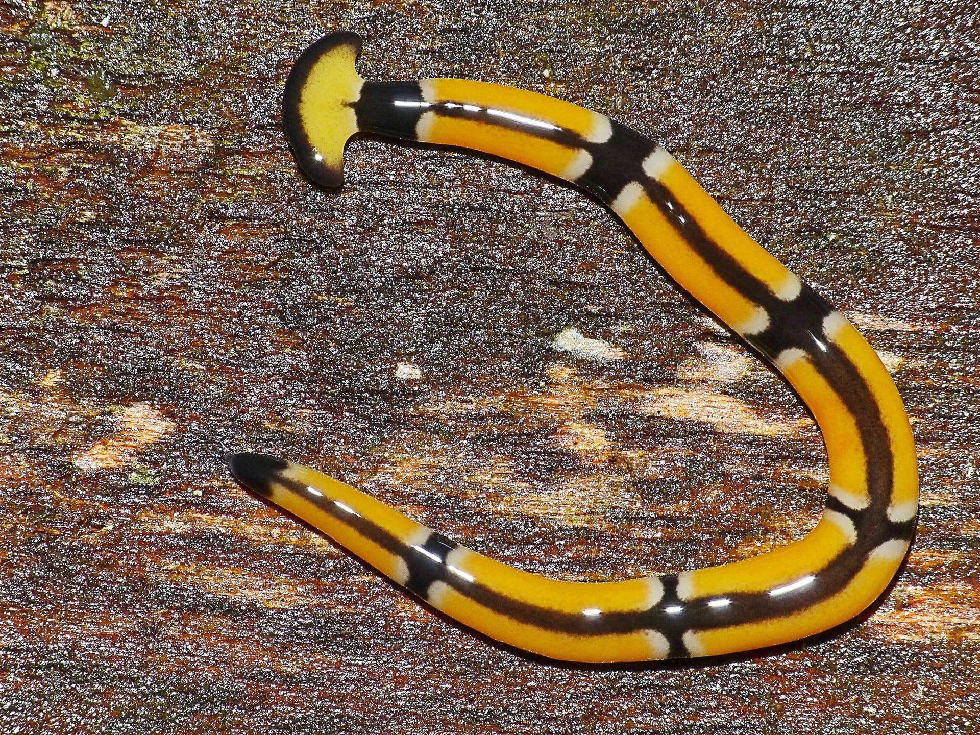 Hammerhead Flatworms: Interesting and Unusual Planarians - Owlcation