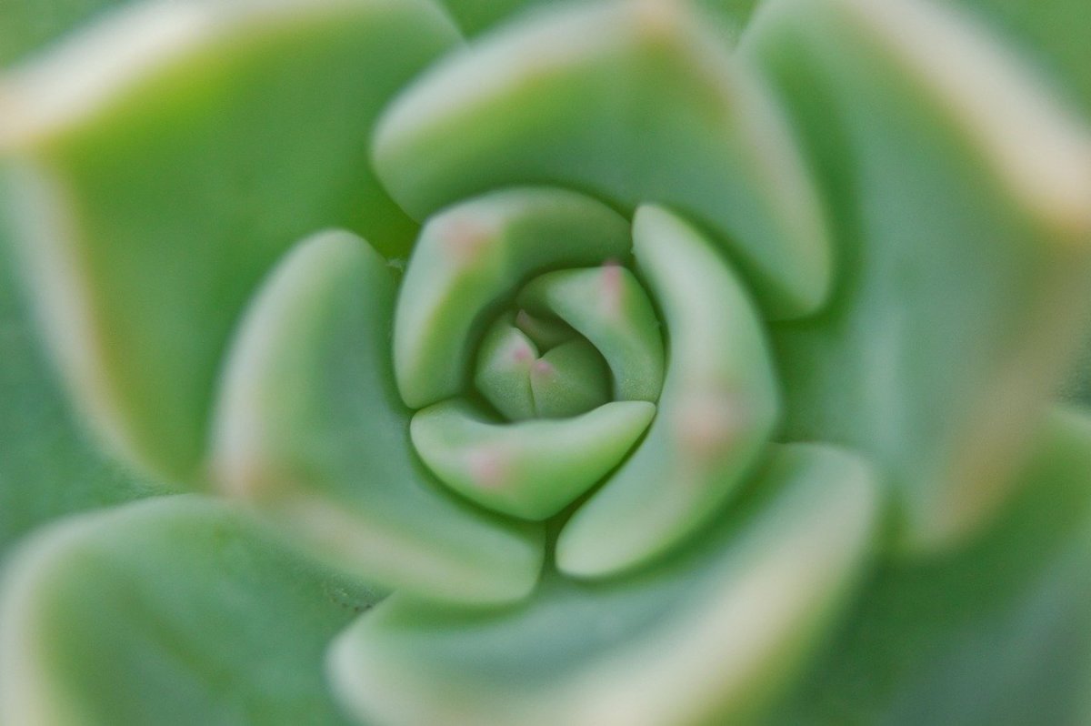 Are Plants Alive? The Science Behind Plant Life - Owlcation