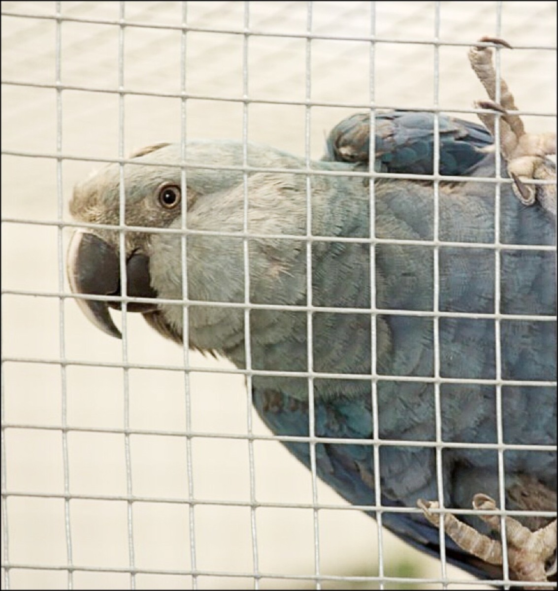 Spix’s Macaw Facts: Saving a Parrot Near Extinction in the Wild - Owlcation