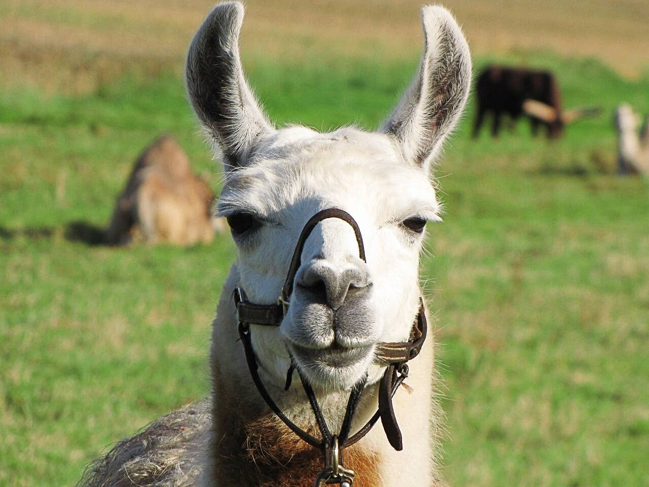Influenza Virus Facts and a Possible Treatment via Llamas - Owlcation