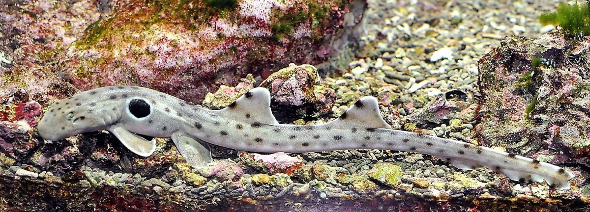 Epaulette Shark: The Shark That Walks on Land - Owlcation