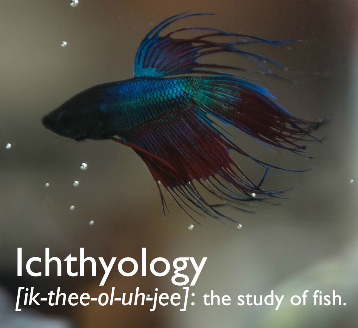 64 Branches of Biology and Their Meaning: From A to Z - Owlcation