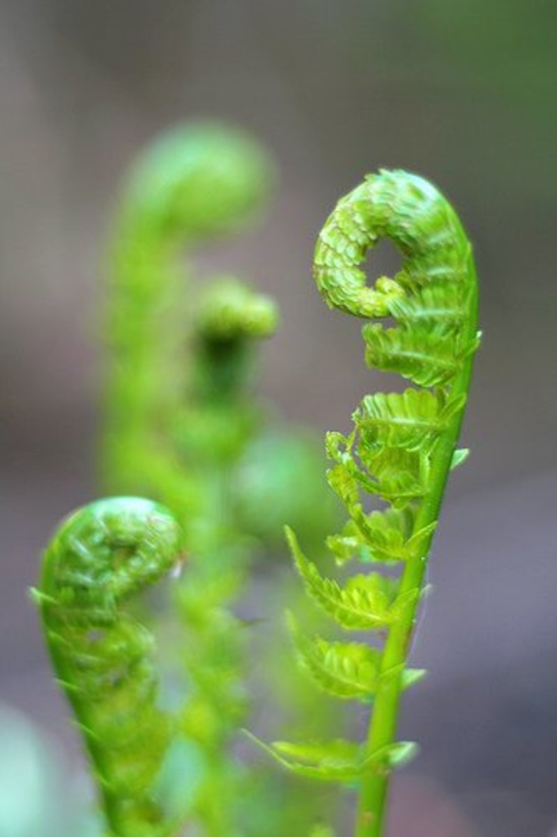 4 Maori Symbol Necklaces and Their Meanings - Owlcation