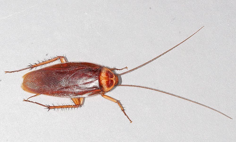 Cockroaches: Annoying Pests, Unusual Pets, and Living Robots - Owlcation
