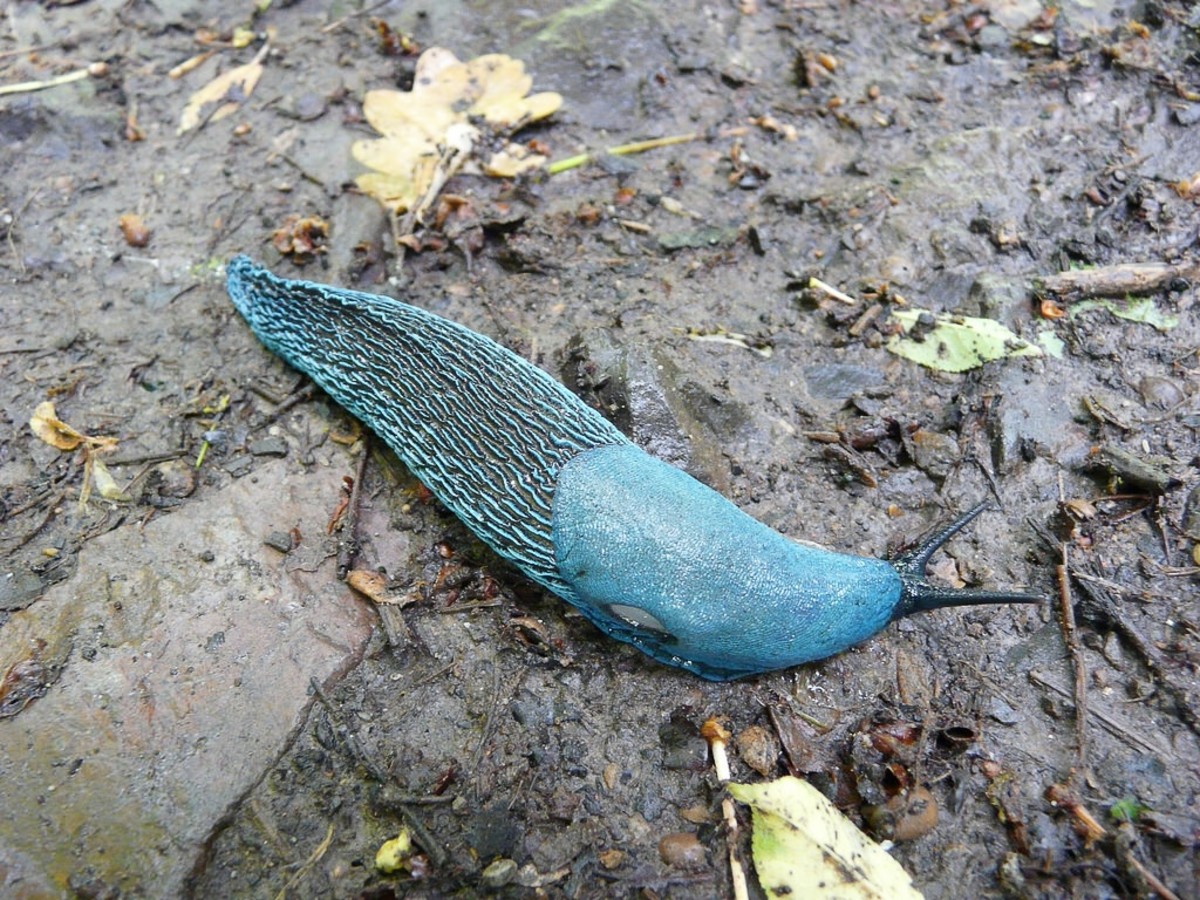 Slugs: Body and Life Facts, Mucus Slime, and Pest Control - Owlcation