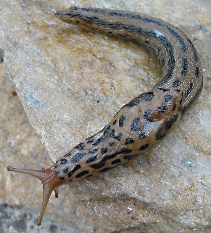 Slugs: Body and Life Facts, Mucus Slime, and Pest Control - Owlcation