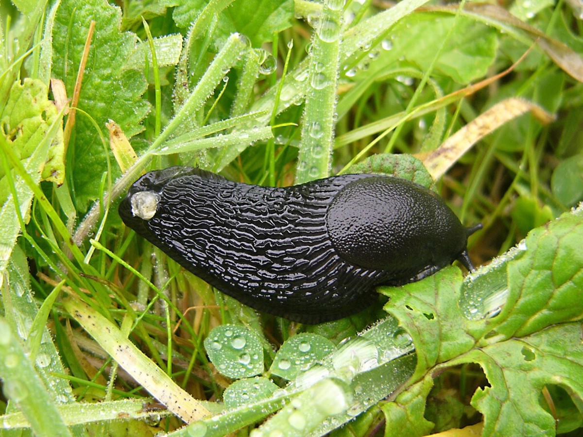 Slugs: Body and Life Facts, Mucus Slime, and Pest Control - Owlcation