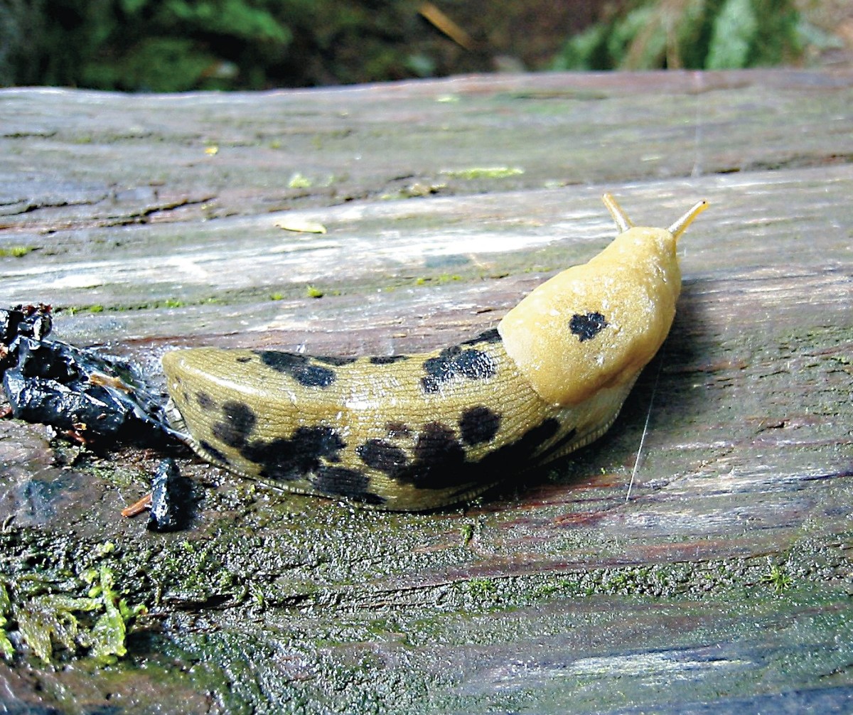 Slugs: Body and Life Facts, Mucus Slime, and Pest Control - Owlcation