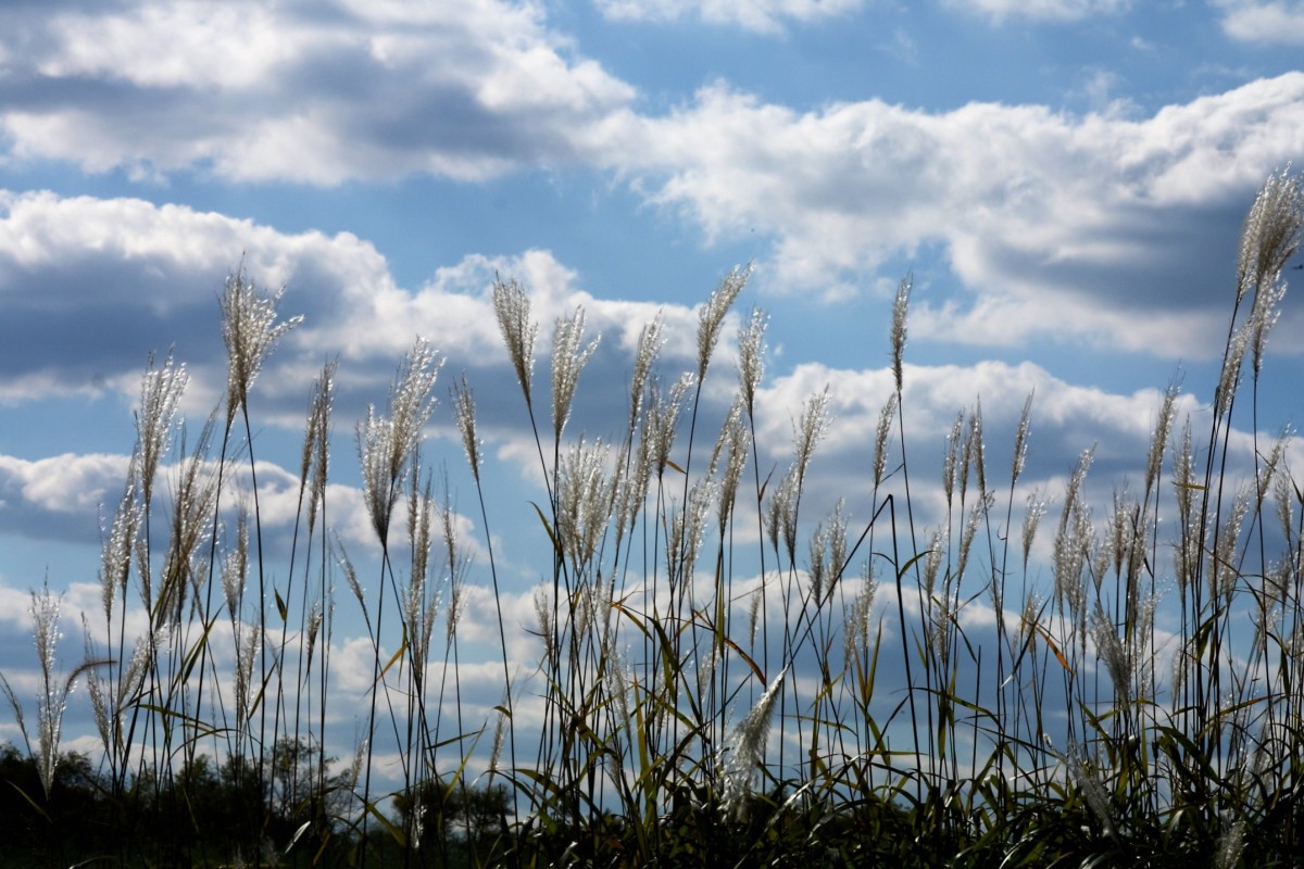"The Silken Tent" by Robert Frost - Owlcation