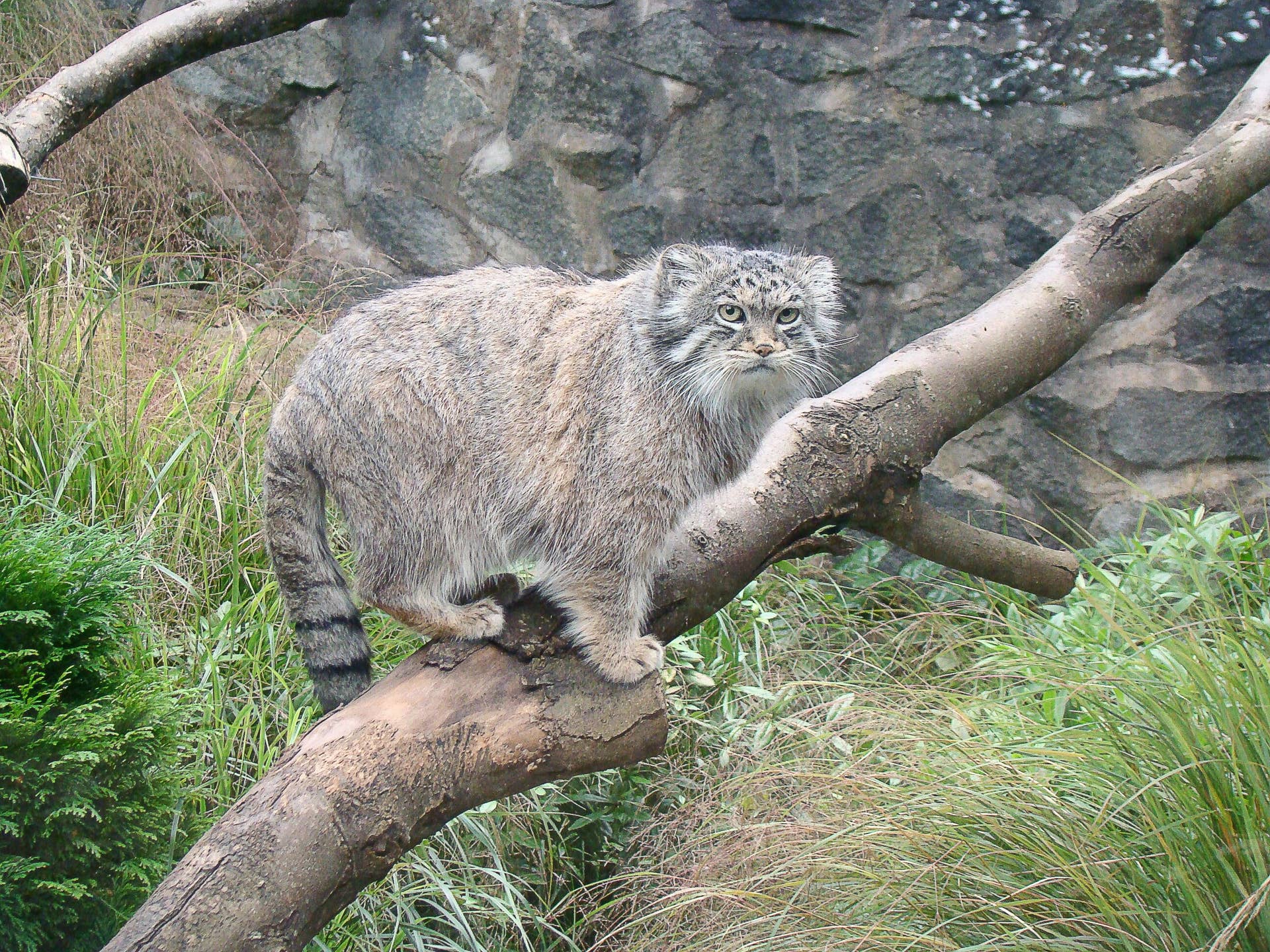 Pallas's Cat or Manul: Facts, Toxoplasmosis, and Conservation - Owlcation