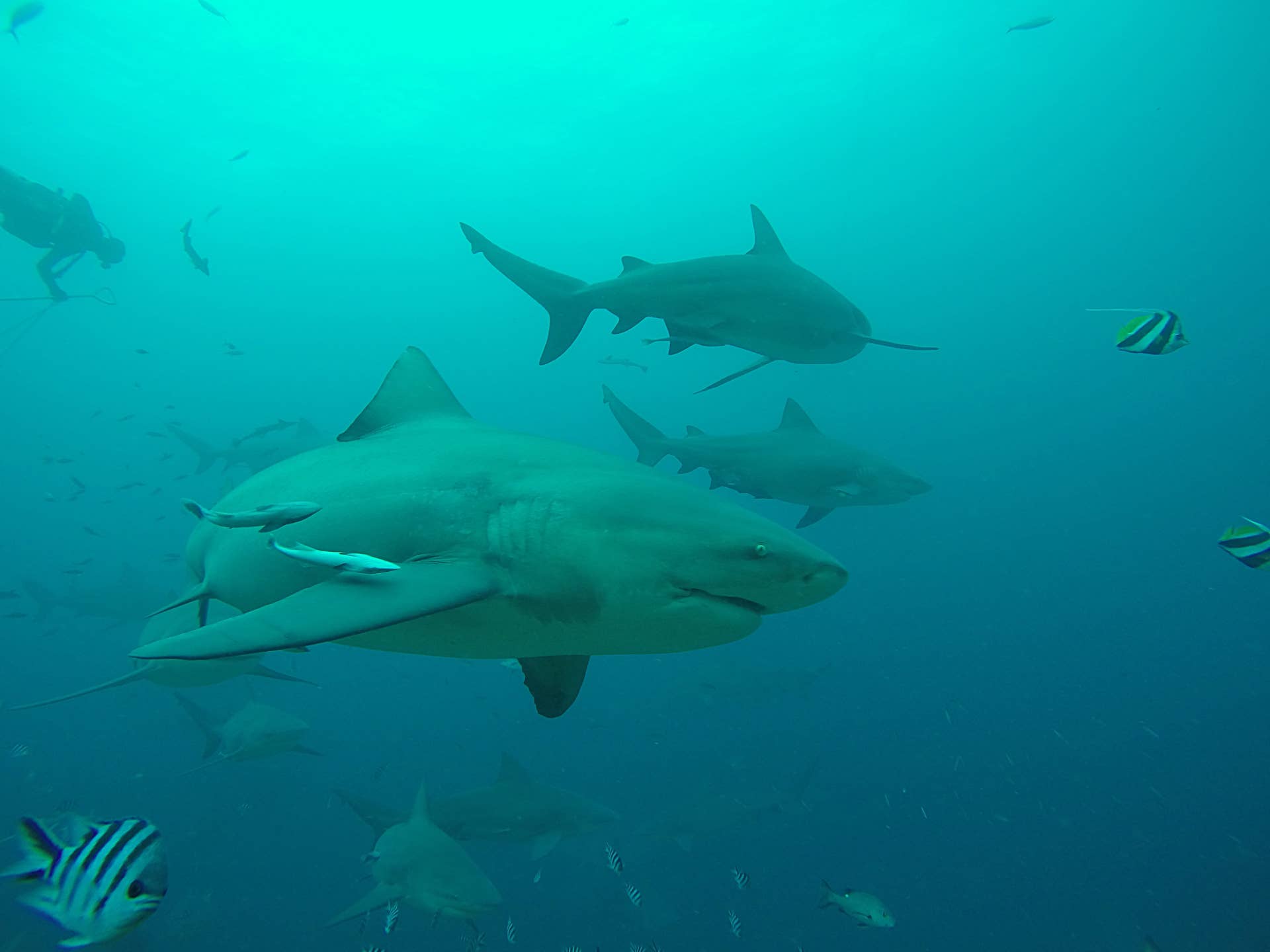 Sharks of the Mediterranean Sea - Owlcation