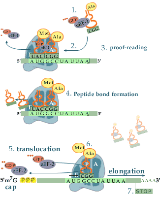 Protein Production: A Simple Summary of Transcription and Translation ...