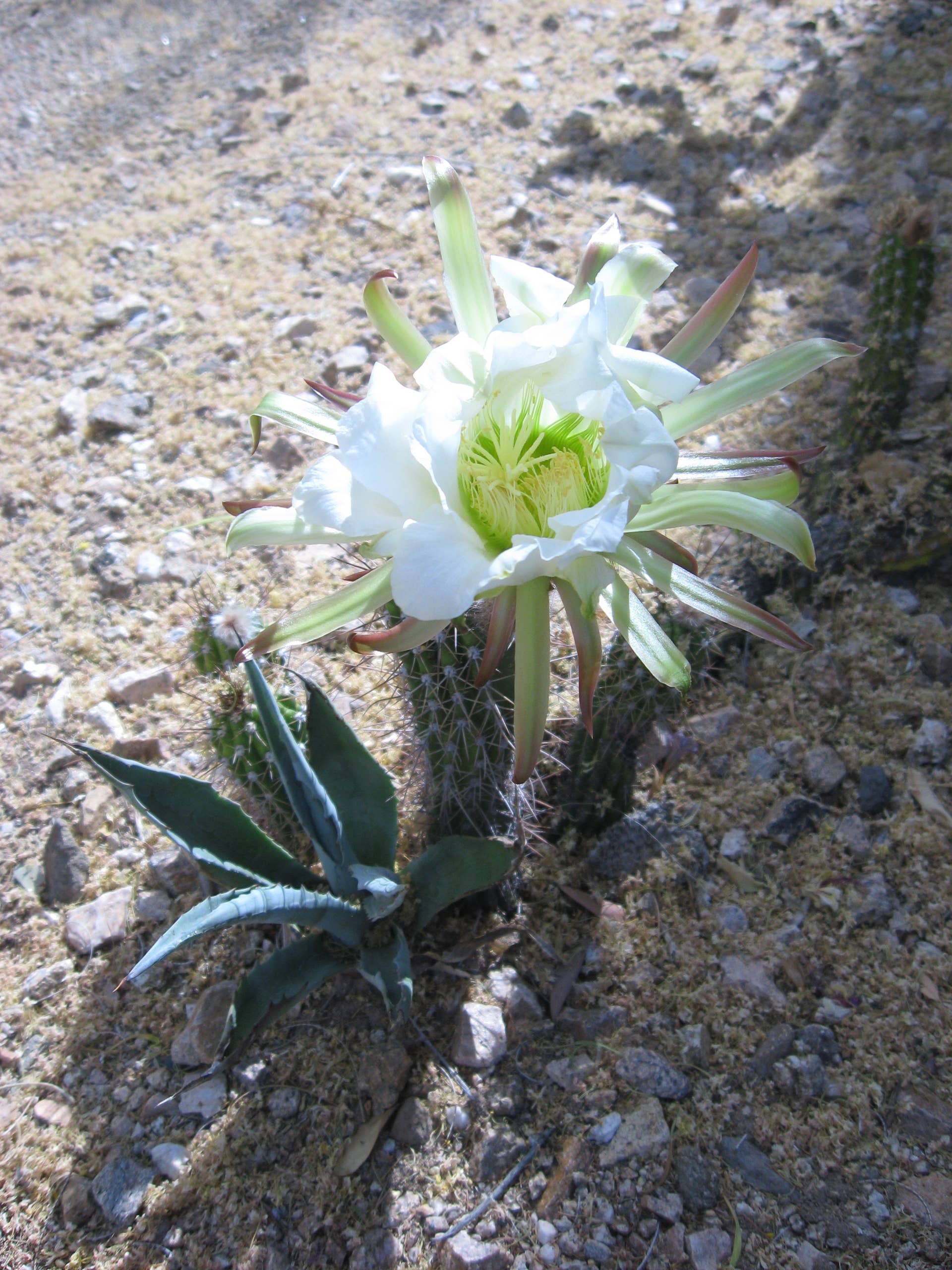 Peruvian Apple Cactus and Its Night Blooming Flowers - Owlcation