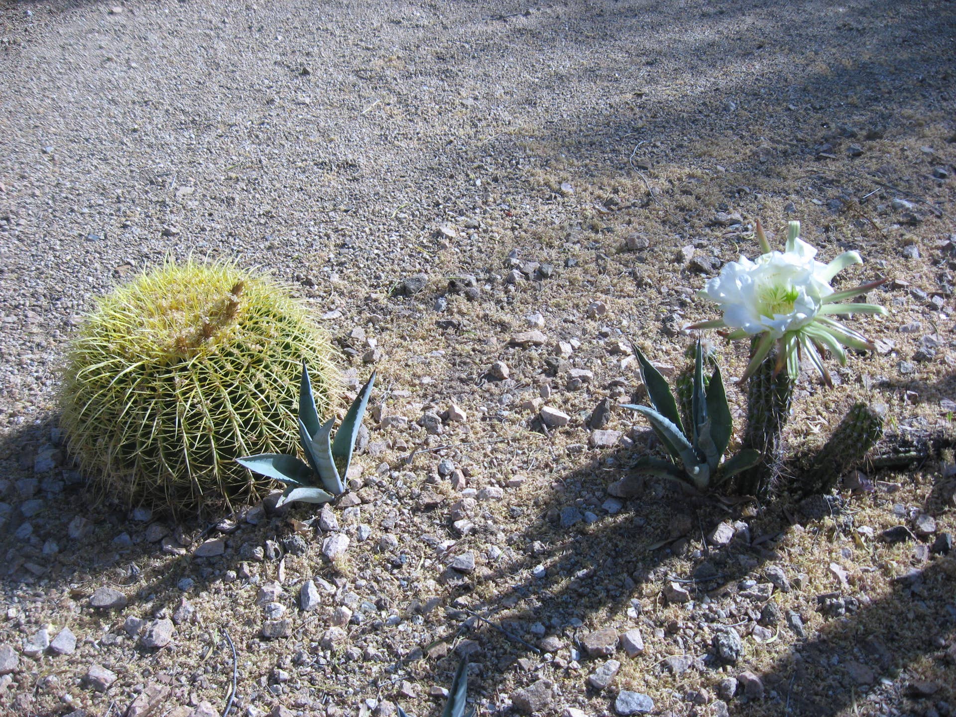 Peruvian Apple Cactus and Its Night Blooming Flowers - Owlcation