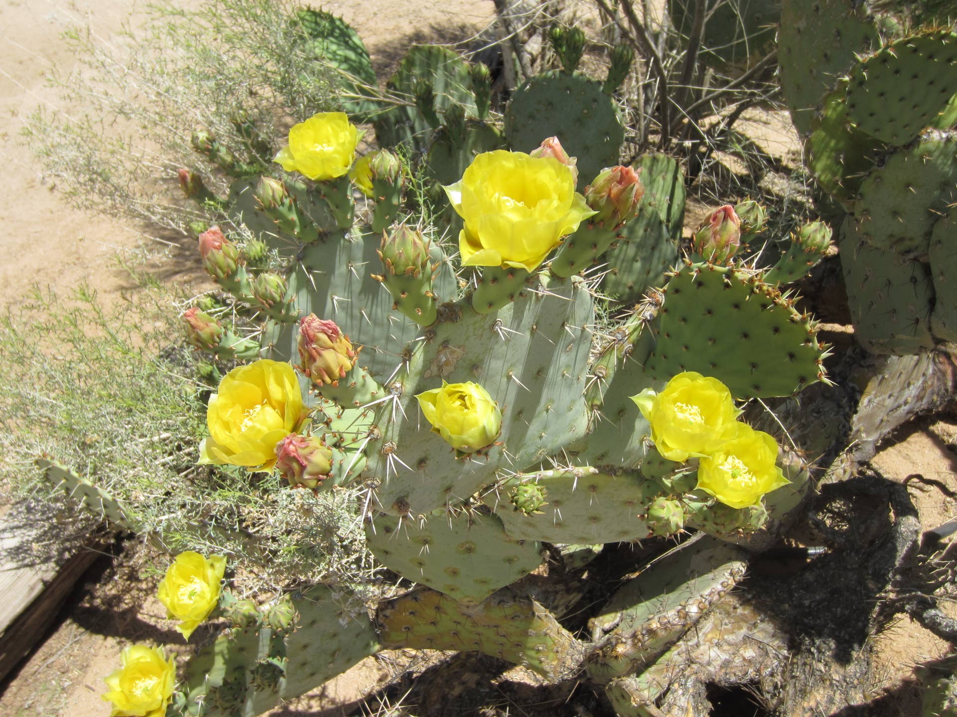 Peruvian Apple Cactus and Its Night Blooming Flowers - Owlcation