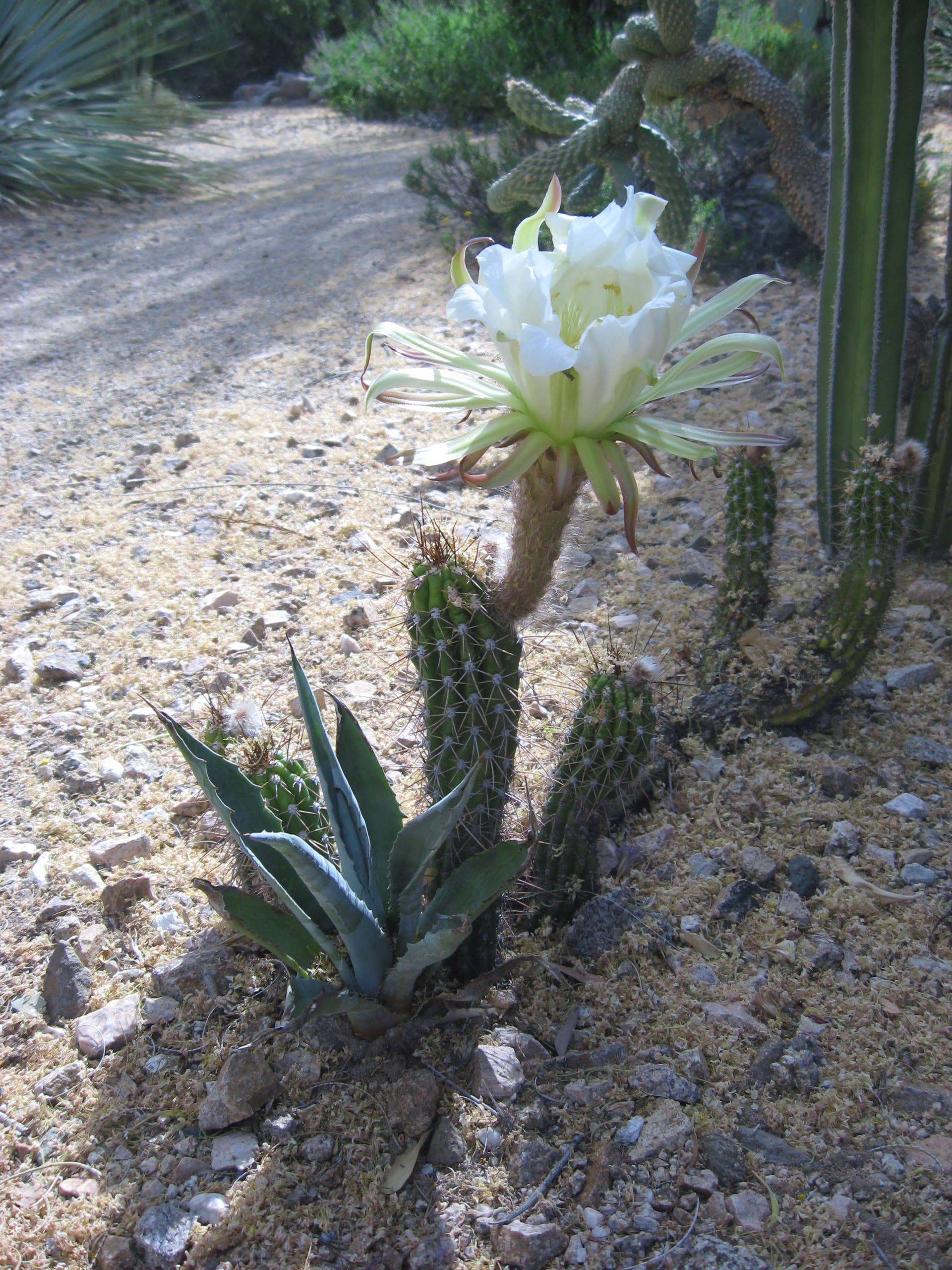 Peruvian Apple Cactus and Its Night Blooming Flowers - Owlcation