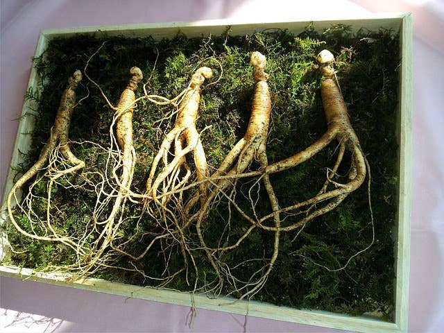 Where in the United States Does Wild Ginseng Root Grow? - Owlcation