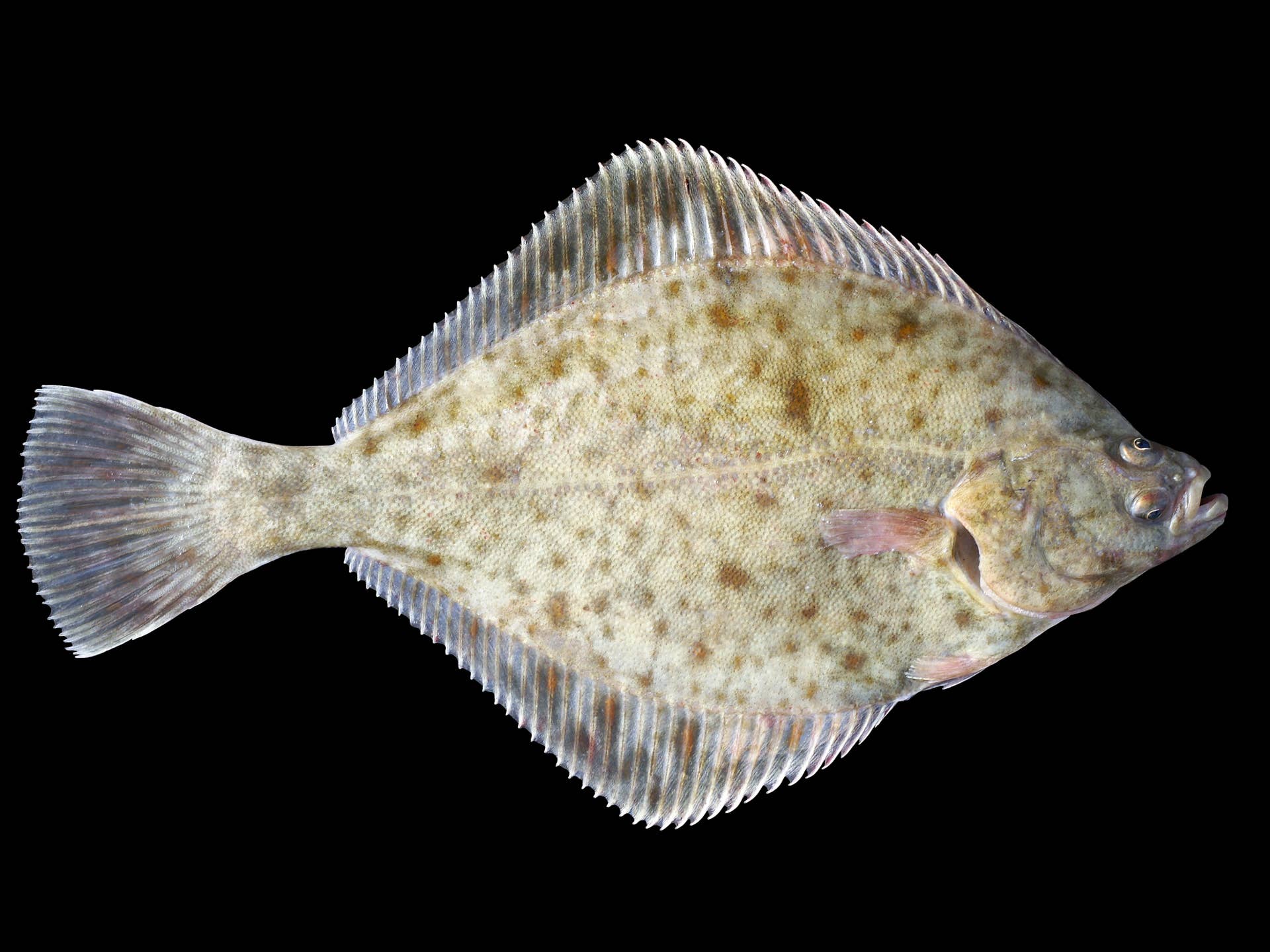 Flatfish Facts and Pacific and California Halibut Information - Owlcation
