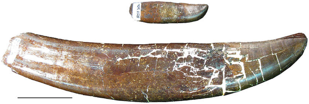 Top 5 Deadliest Predators of All Time - Owlcation