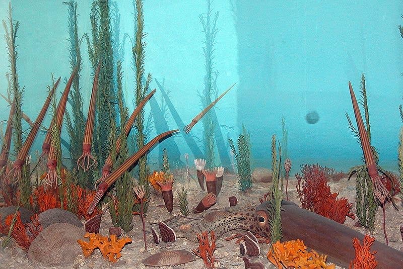 A History of Life on Earth: The Palaeozoic Era - Owlcation