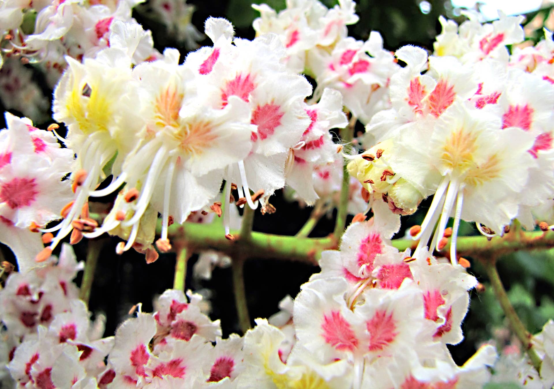 Horse Chestnut Tree and Conkers: Fun Facts and Uses - Owlcation
