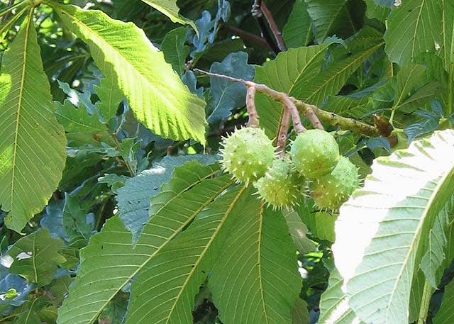 Horse Chestnut Tree and Conkers: Fun Facts and Uses - Owlcation