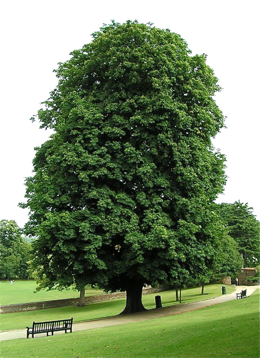 Horse Chestnut Tree and Conkers: Fun Facts and Uses - Owlcation