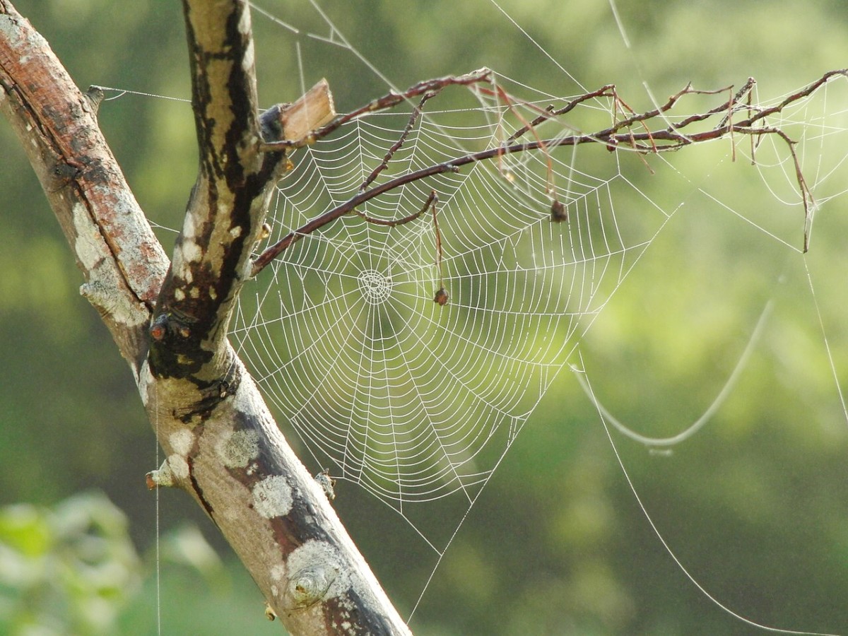 Amazing Spiders: Strange and Interesting Arachnid Facts - Owlcation