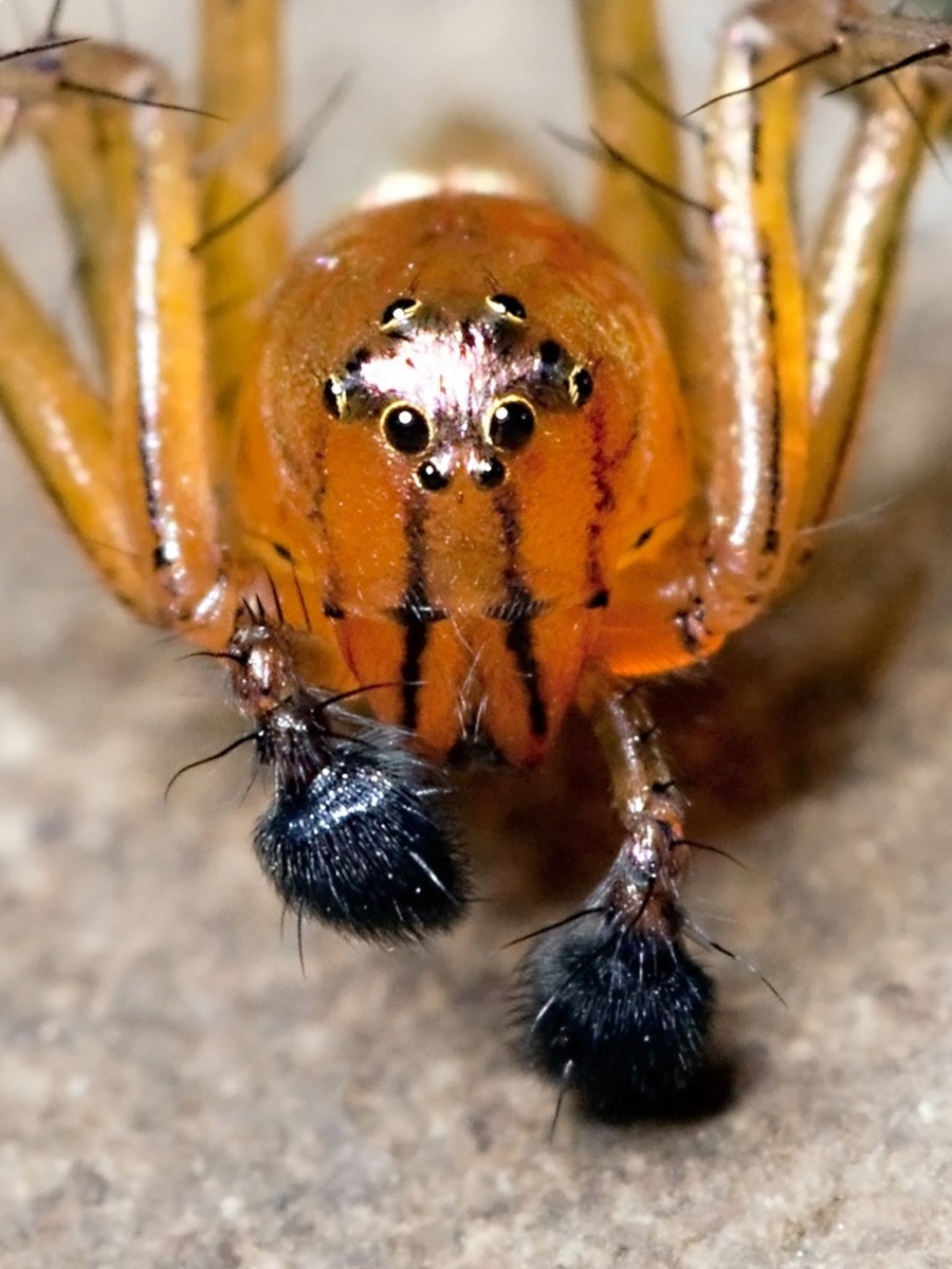 Amazing Spiders: Strange and Interesting Arachnid Facts - Owlcation